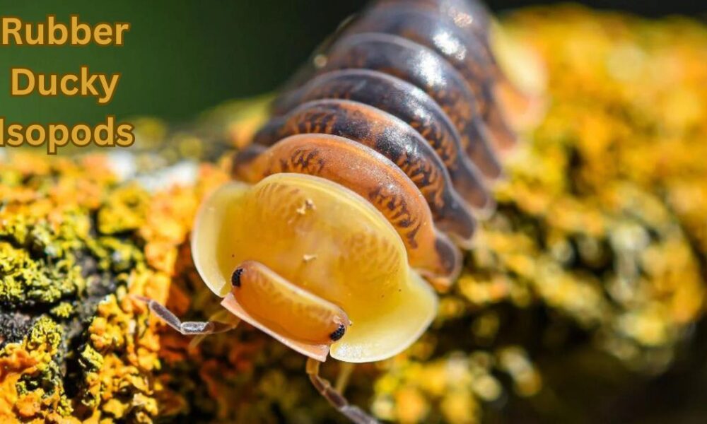 Unveiling the World of Rubber Ducky Isopods: A Complete Guide