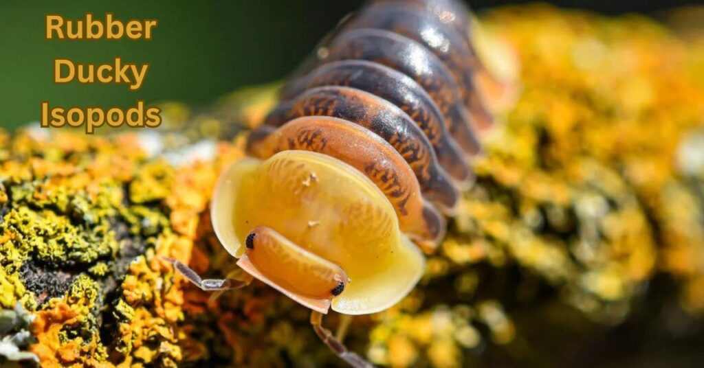 Unveiling the World of Rubber Ducky Isopods: A Complete Guide